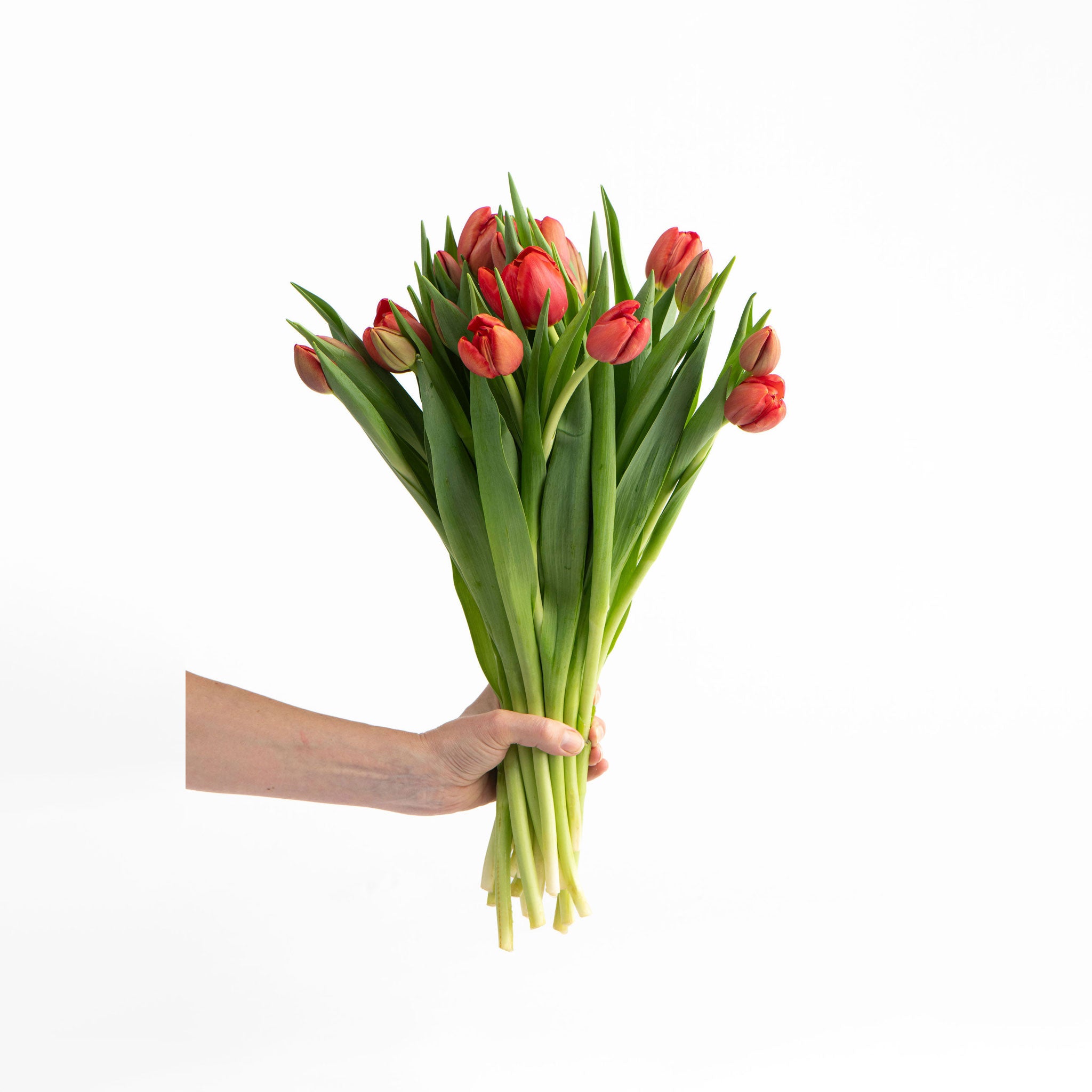 Fresh Cut Flowers | Same-Day Flower Delivery – Say It With Flowers