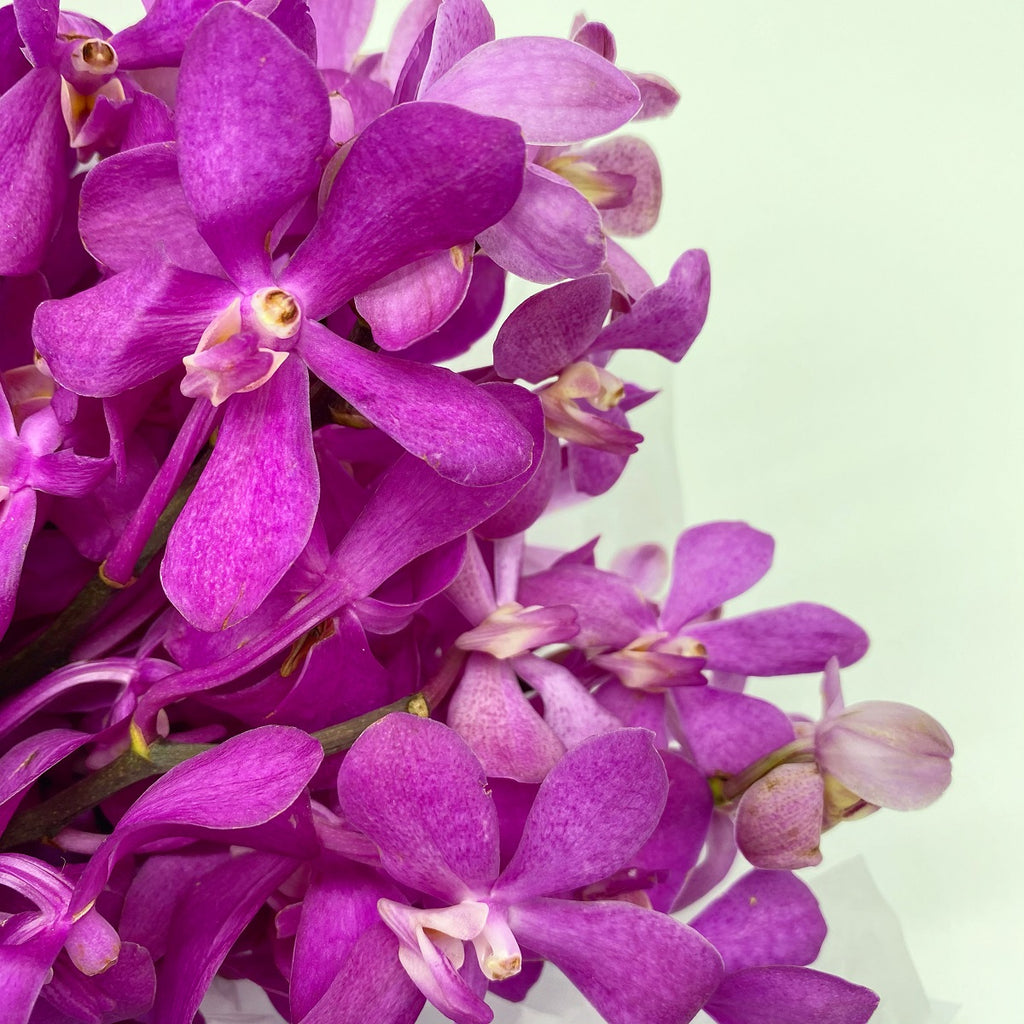 All Flowers & Plants – Say It With Flowers